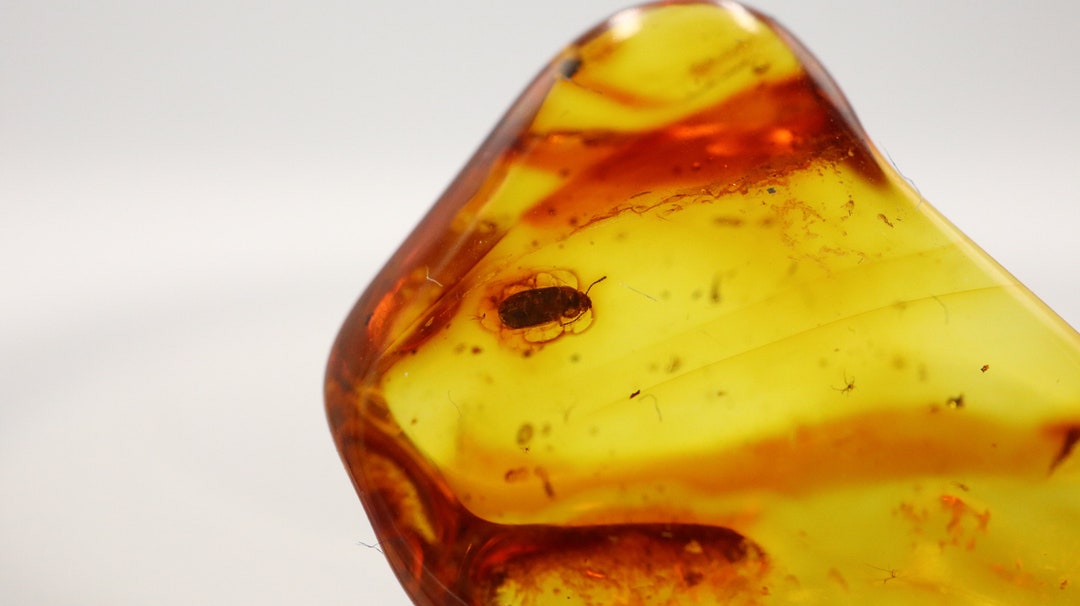 Amber With Rare Bug Insect Trapped for Million Years | Fossil Inclusion ...