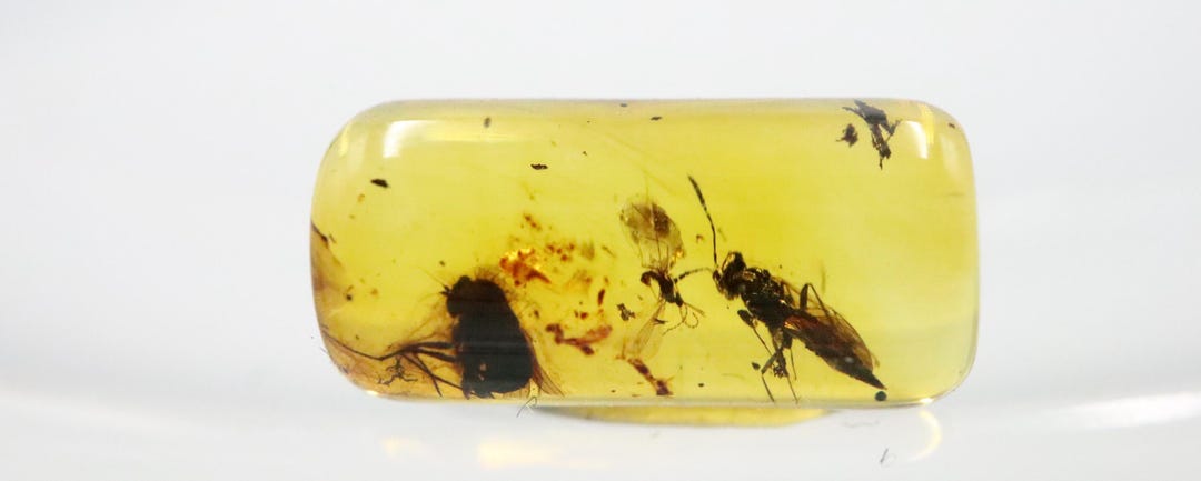 Amber With 2 Insects Trapped for Million Years | Fossil Inclusion in ...