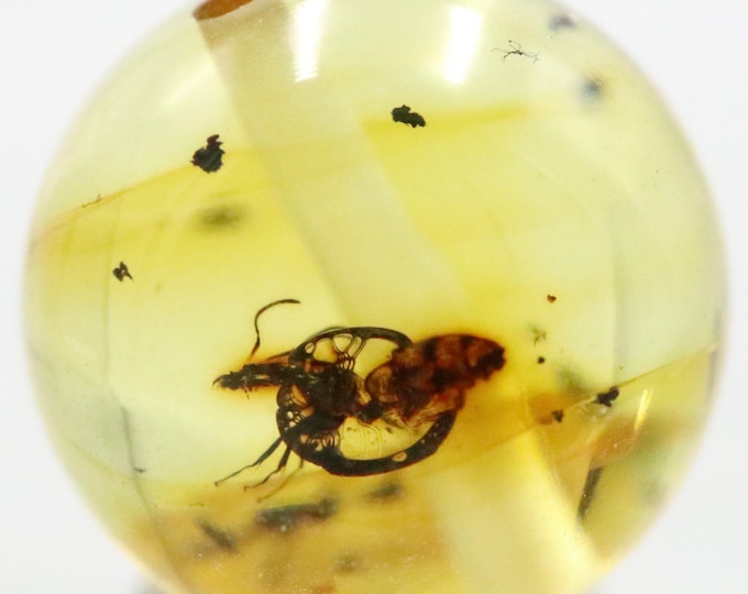 DRILLED Amber Bead 10 Mm Sphere With Ant Insect Trapped for Million ...