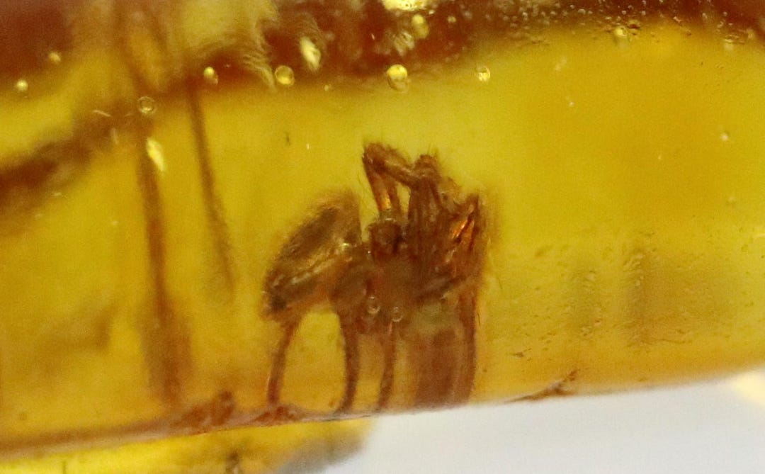 Baltic SMALL Amber With Spider and Bug Insect Trapped for Million Years ...