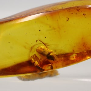 Bernstein mit seltenen Bug Insekt gefangen für Millionen Jahre ...