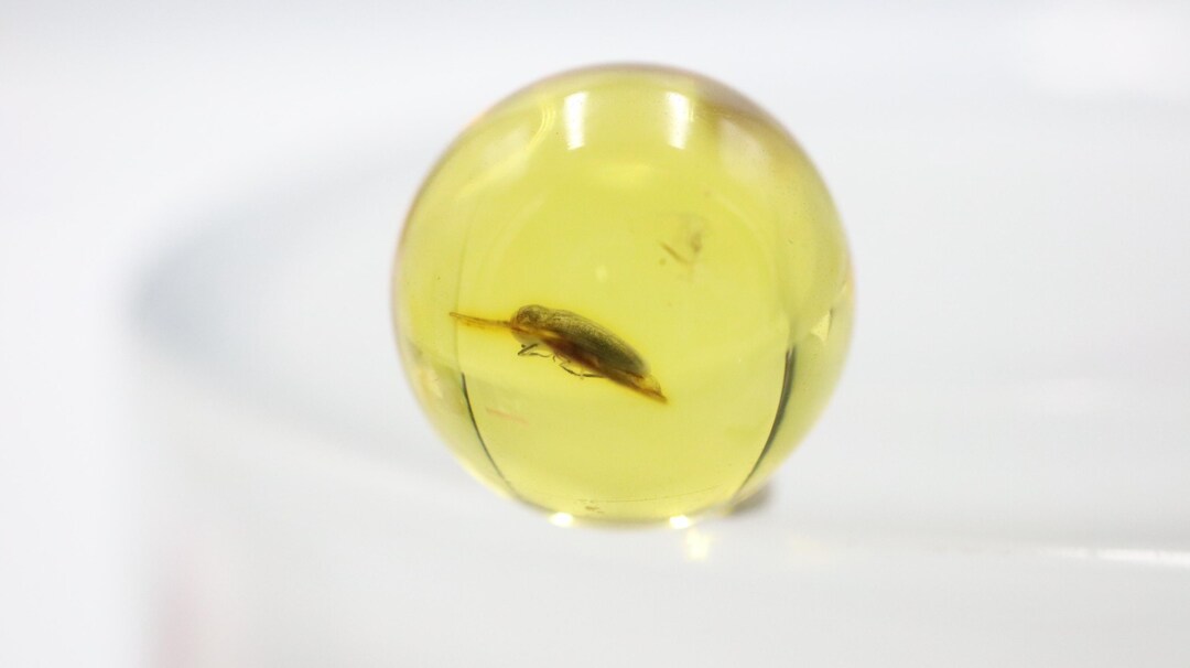 Amber Bead 12 Mm Sphere With a Bug Insect NOT DRILLED | Fossil ...
