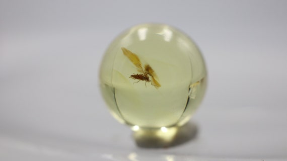 Amber Bead 8.4 Mm Sphere With Rare Insect Trapped for Million - Etsy