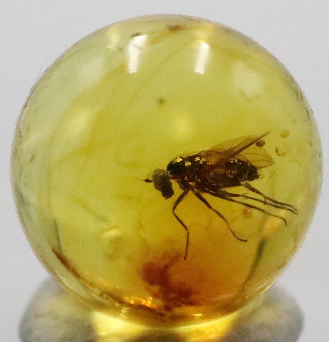Amber Bead 6.36 Mm Sphere With a Rare Insect NOT DRILLED | Fossil ...