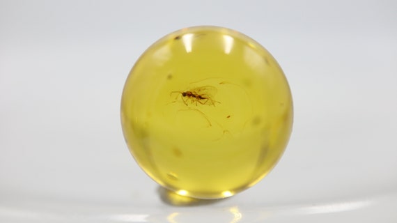Amber Bead 10.5 Mm Sphere With Rare Insect Trapped for Million - Etsy