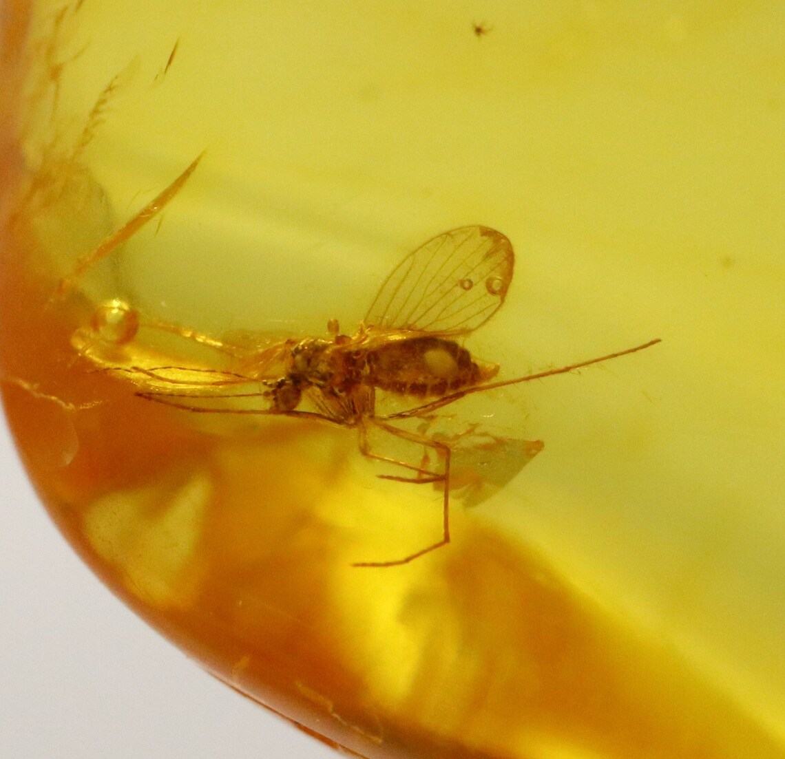 Ambra baltica con insetto intrappolato per milioni di anni / - Etsy Italia