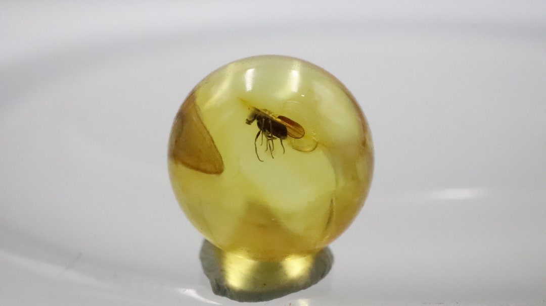 Amber Bead 8.7 Mm Sphere With Rare Insect NOT DRILLED | Fossil ...