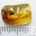 Amber With Rare Bug Insect Trapped for Million Years Fossil Inclusion ...