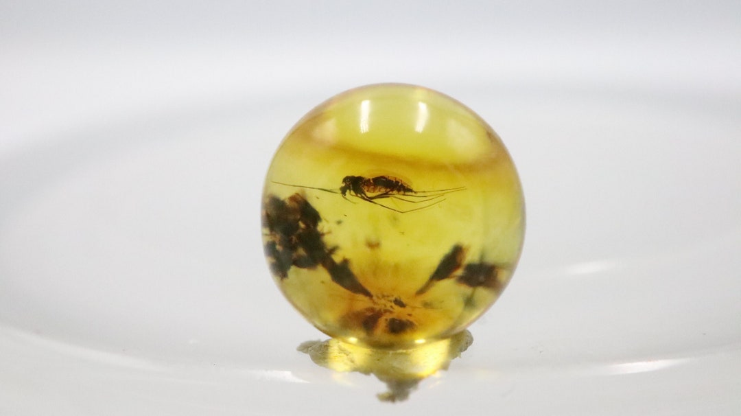 Amber Bead 11.48mm Sphere With Rare Insect Trapped for Million Years ...