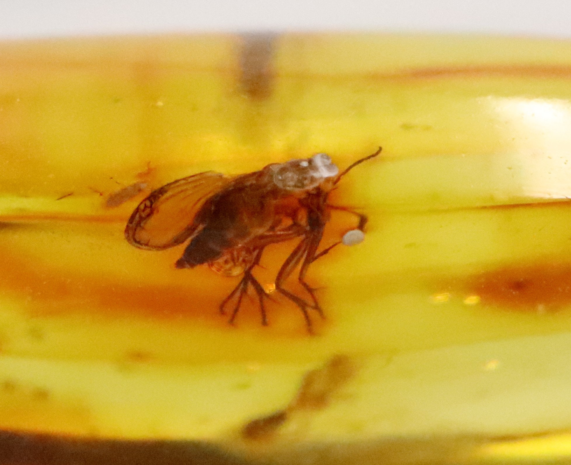 DRILLED 3 Lot Amber Stone With Insect Trapped for Million Years ...