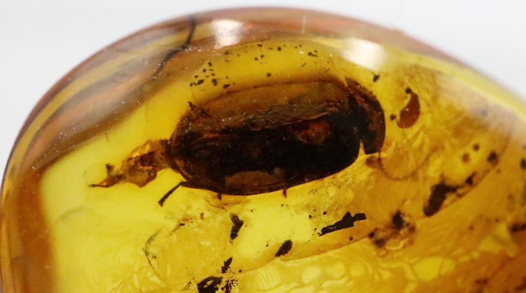 Amber With Rare Bug Insect Trapped for Million Years | Fossil Inclusion ...