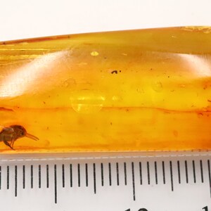 Amber With Bug Insect Trapped for Million Years | Fossil Inclusion in ...