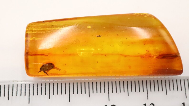 Amber With Bug Insect Trapped for Million Years | Fossil Inclusion in ...