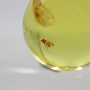 Amber Bead 11.5 Mm Sphere With Rare Insect Trapped for Million Years ...