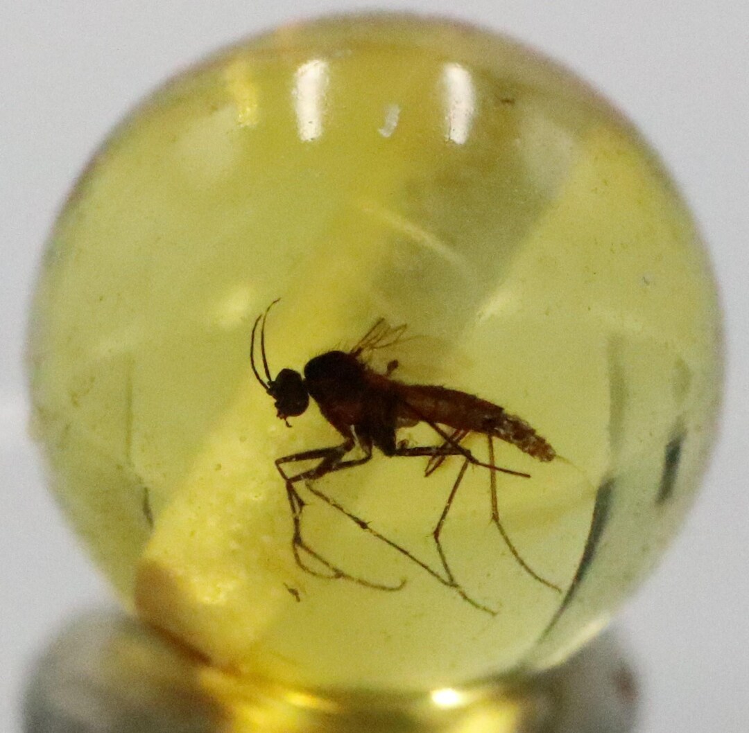 Islamic Muslim Prayer Amber 99 Beads WITH INSECTS in ALL Beads | 15.45 ...