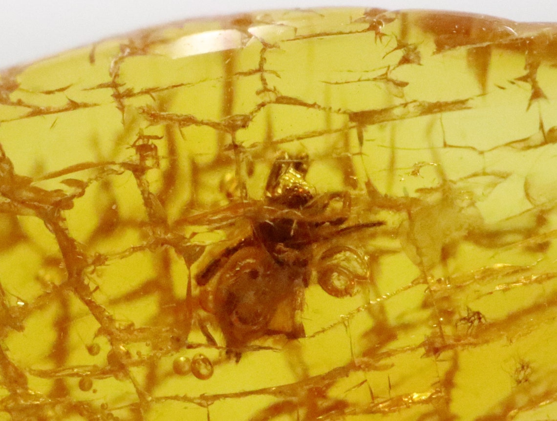 5 Lot Amber Stones With Spider Insects Trapped for Million Years ...