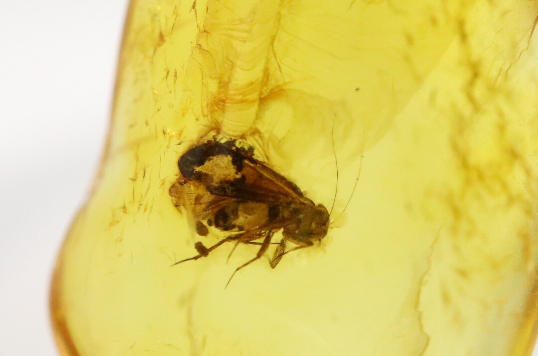 Baltic Amber With Fly Insect Trapped for Million Years | Fossil ...