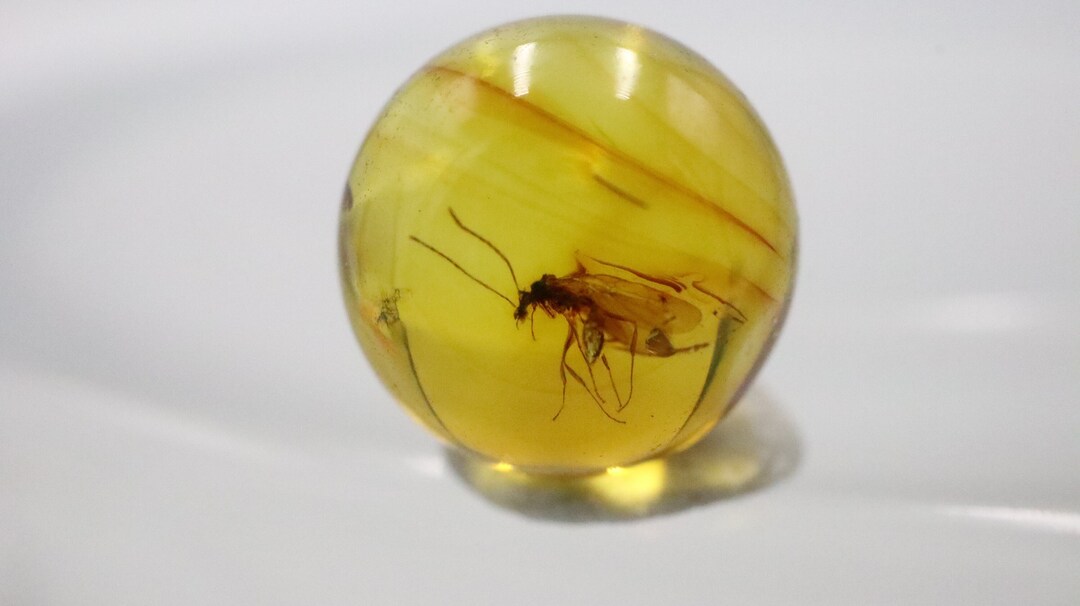 Amber Bead 8.63 Mm Sphere With Rare Insect Trapped for Million Years ...
