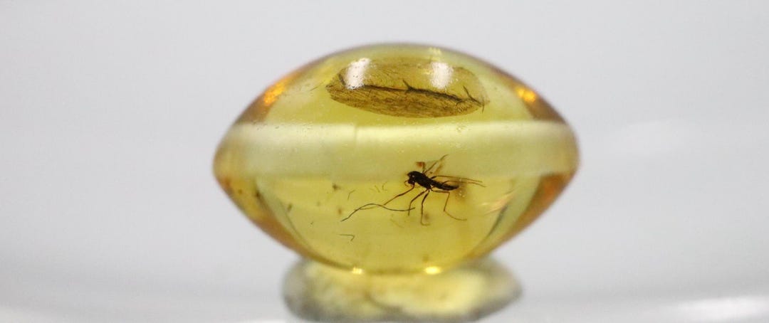 DRILLED Amber With Insect Trapped for Million Years | Fossil Inclusion ...