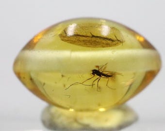 DRILLED 6 Lot Amber Stone With Insect Trapped for Million Years ...