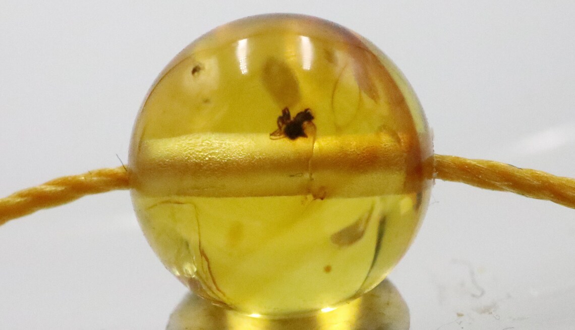 DRILLED Amber Bead 7.34 Mm Sphere With Insect Trapped for Million Years ...