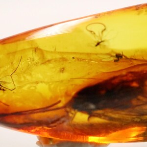 Amber With 4 Insects Trapped for Million Years | Fossil Inclusion in ...