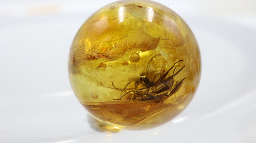 Amber Bead 11.4 Mm Sphere With Rare 2 Insects Trapped for - Etsy