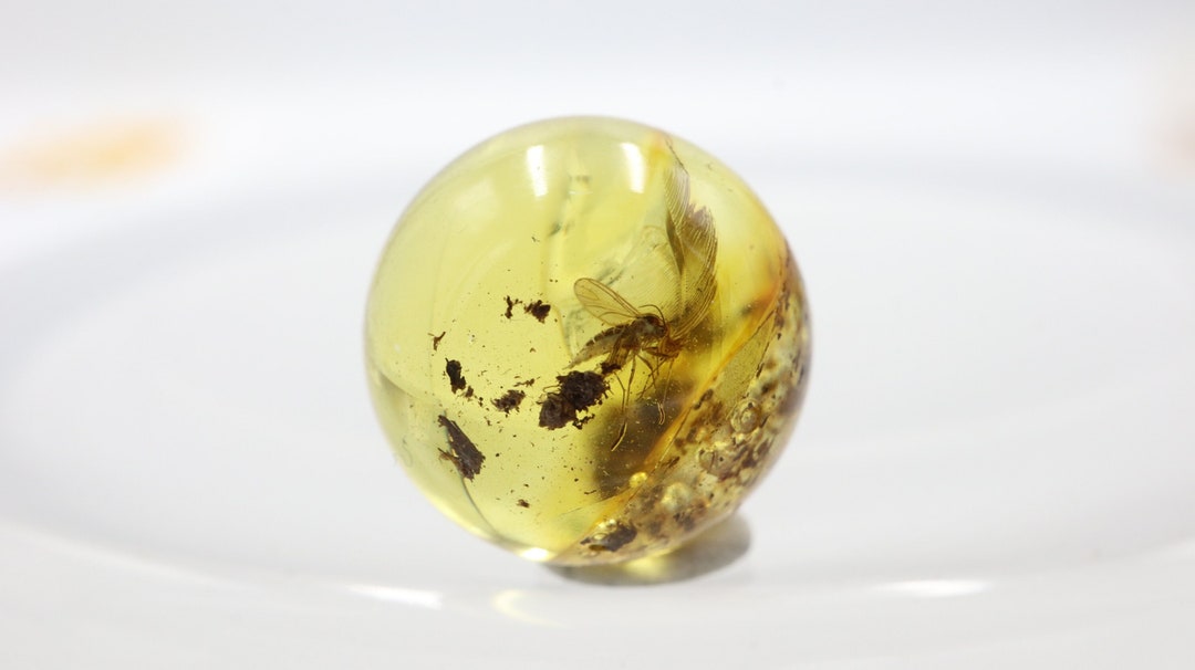 Amber Bead 13 Mm Sphere With a Rare Insect NOT DRILLED | Fossil ...