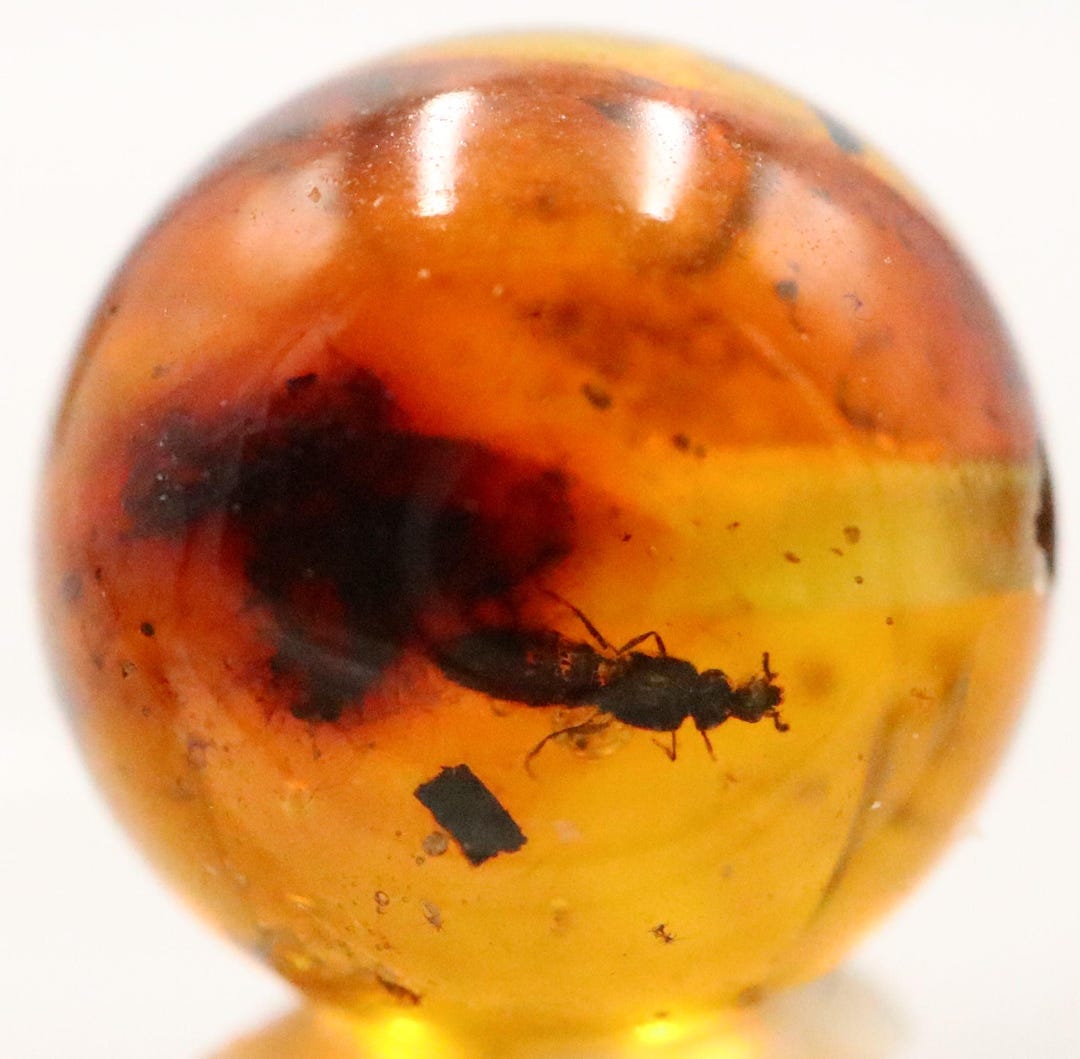 DRILLED Amber Bead 10 Mm Sphere With 2 Insects Trapped for Million ...
