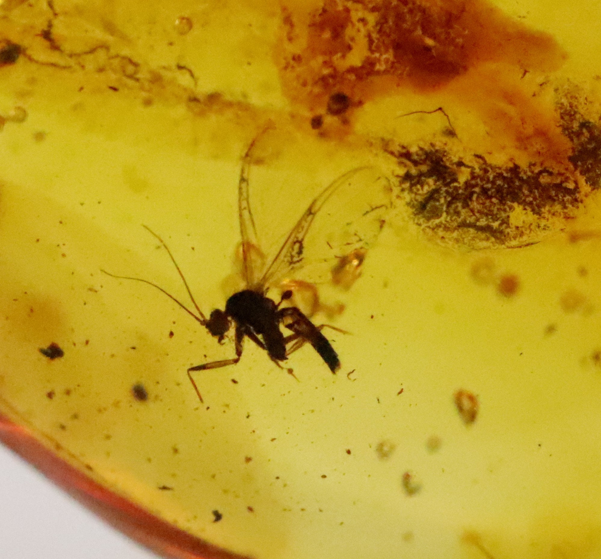 DRILLED 3 Lot Amber Stone With Insect Trapped for Million Years ...
