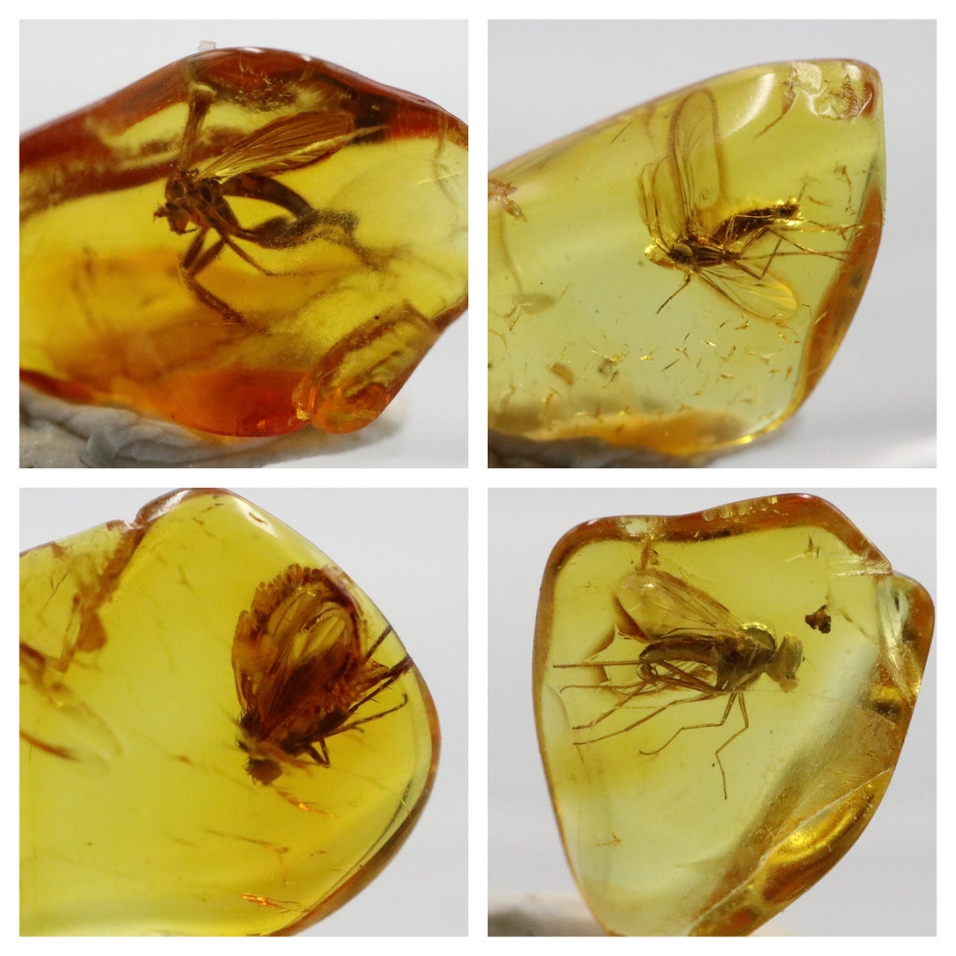 20 Lot Amber Stones With Rare Insects Trapped for Million Years Fossil ...
