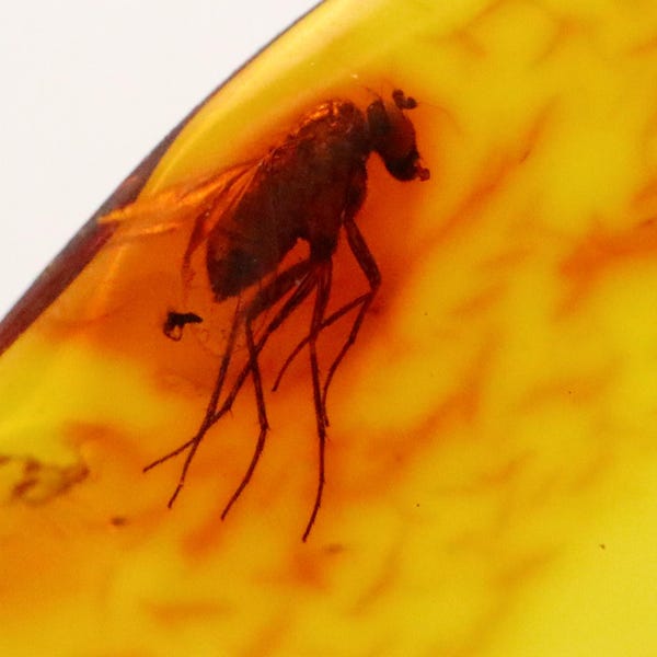 Amber With Insects - Etsy Canada