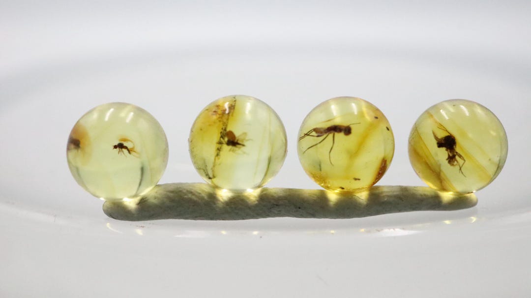 4 Lot Amber Sphere Beads With Insect Trapped for Million Years | Fossil ...