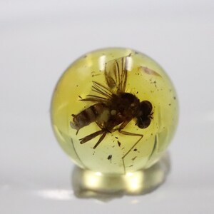 Amber Bead 7.2 Mm Sphere With Insect Trapped for Million Years Fossil ...