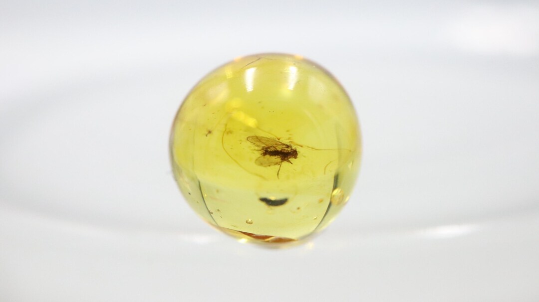 Amber Bead 11.4 Mm Sphere With an Insect Trapped for Million Years ...