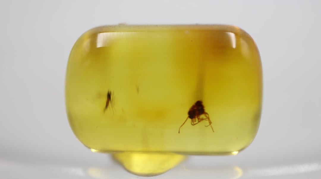 Amber With Rare 2 Insects Trapped for Million Years | Fossil Inclusion ...