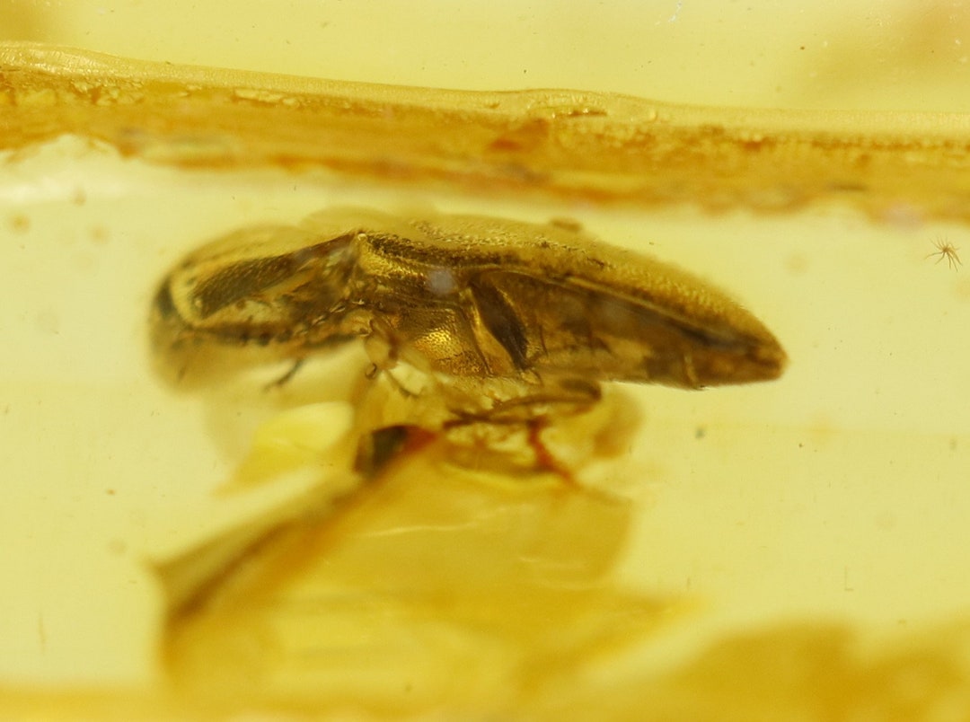 Amber With Rare Bug Insect Trapped for Million Years | Fossil Inclusion ...