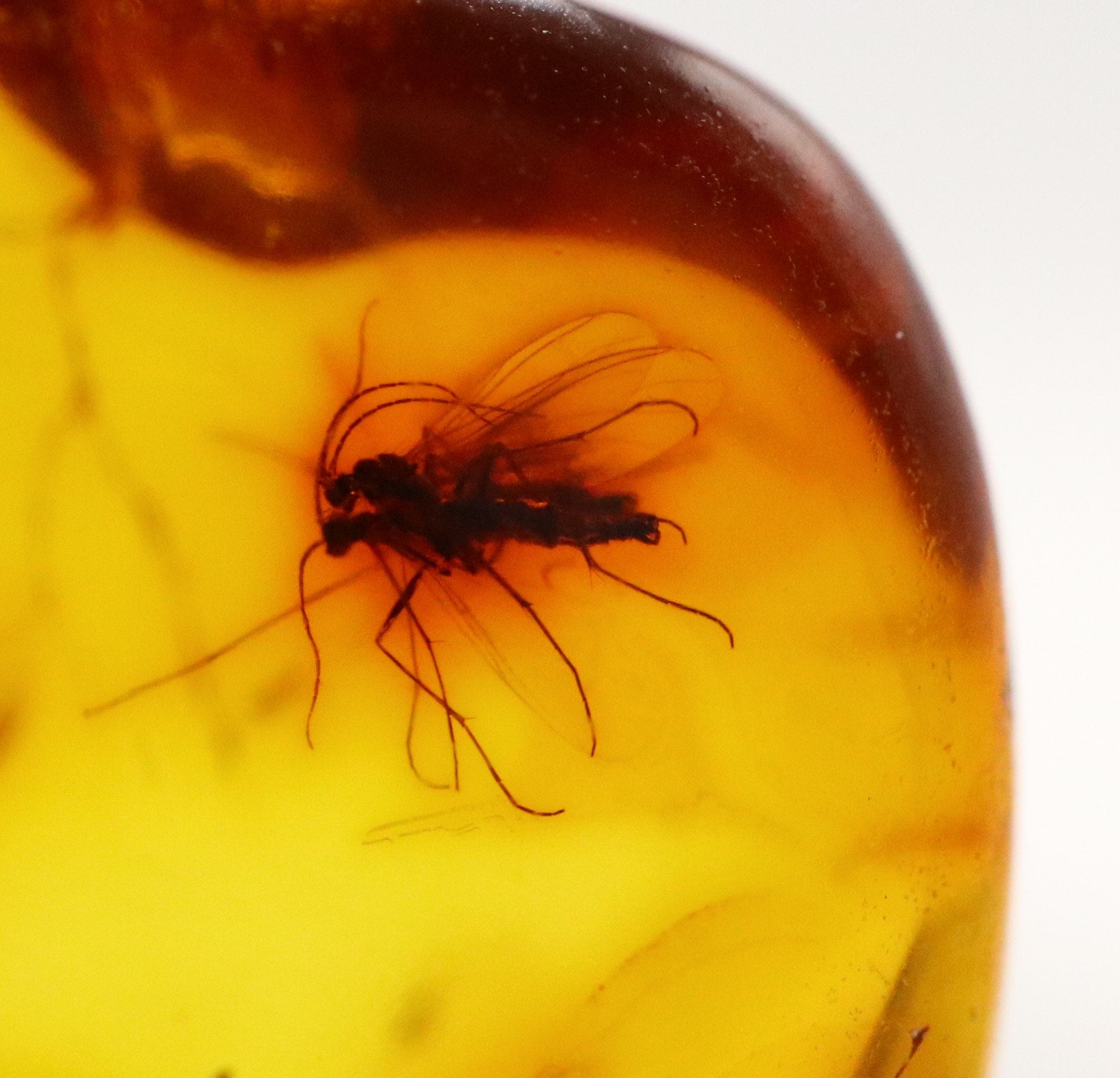 Baltic Amber with 3 Insects trapped for Million Years Fossil | Etsy