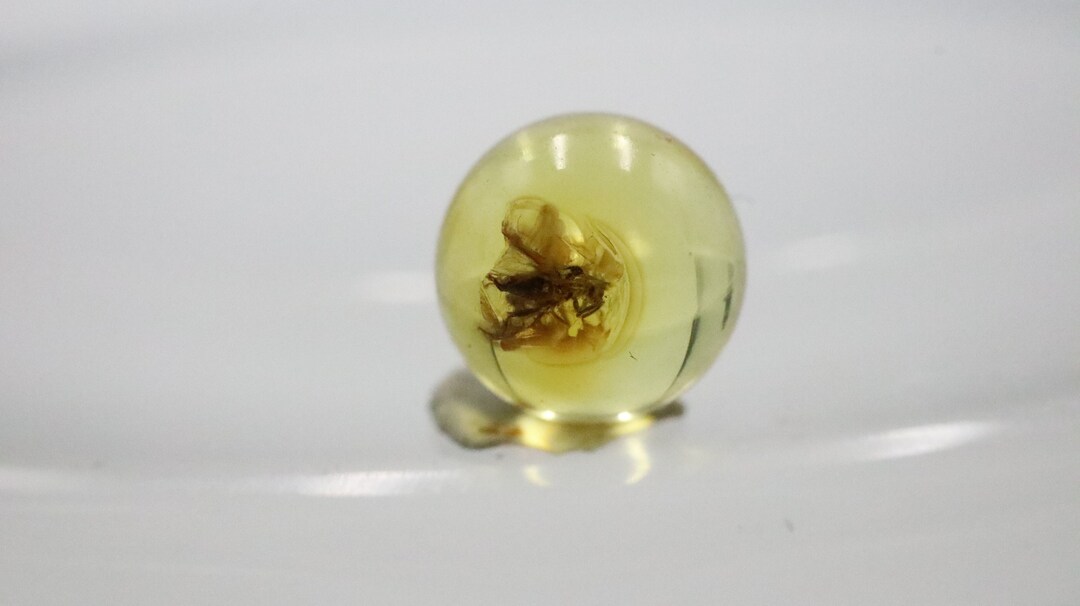 Amber Bead 6.12mm Sphere With Rare Insect Trapped for Million Years ...