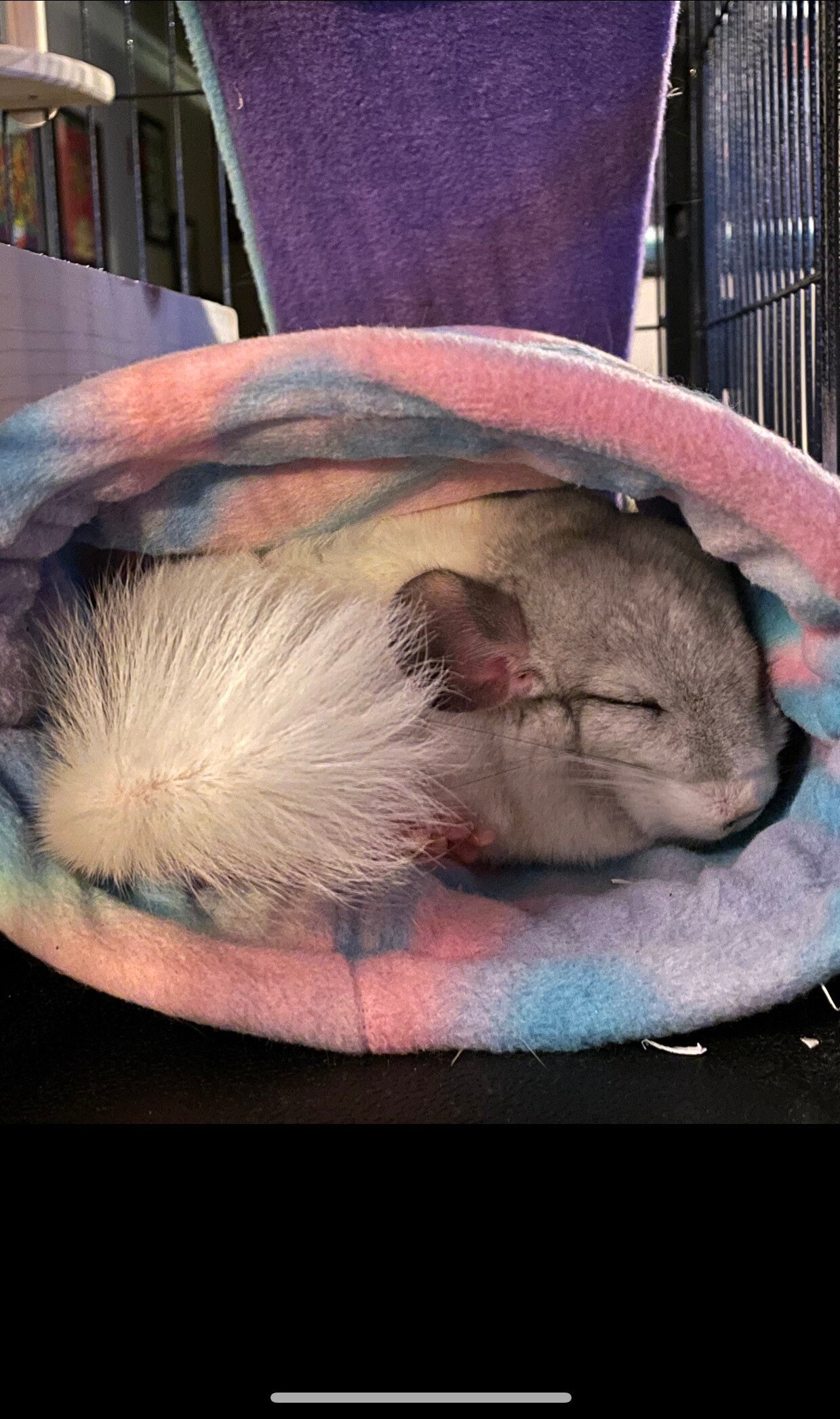 Midnight Sky Small Animals Tunnel Hideout Playhouse for Guinea Pig ...