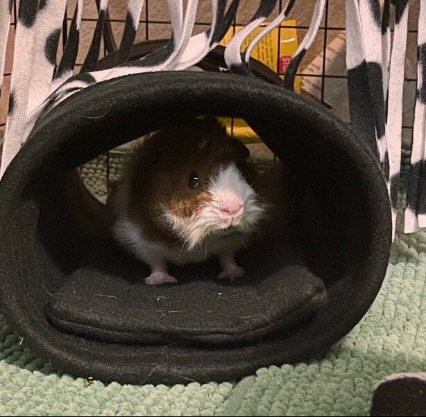 Valentine Hearts in Space Guinea Pig Tunnel / Guinea Pig Space Hideout ...