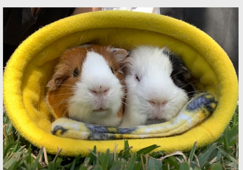 Valentine Hearts in Space Guinea Pig Tunnel / Guinea Pig Space Hideout ...