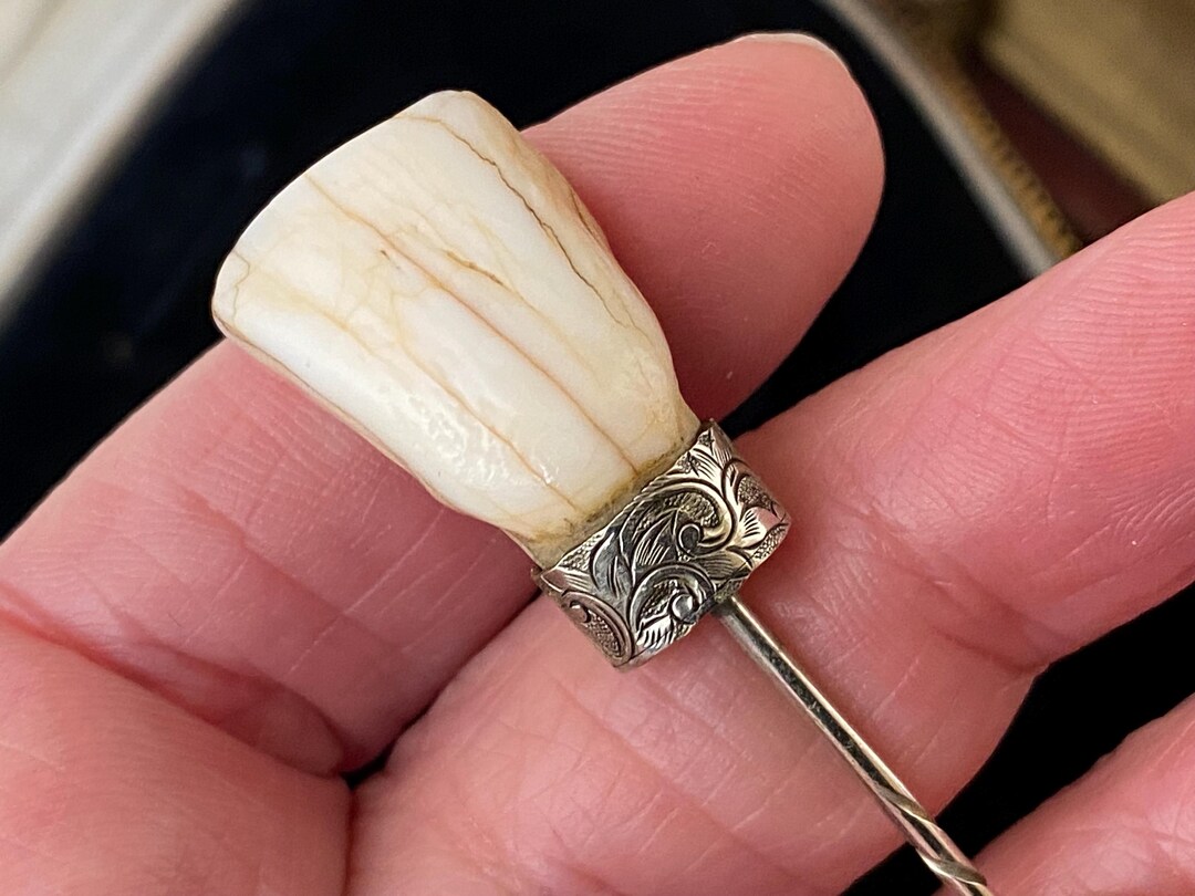 Unusual Antique Victorian Horse Tooth Stick Pin Brooch - Etsy