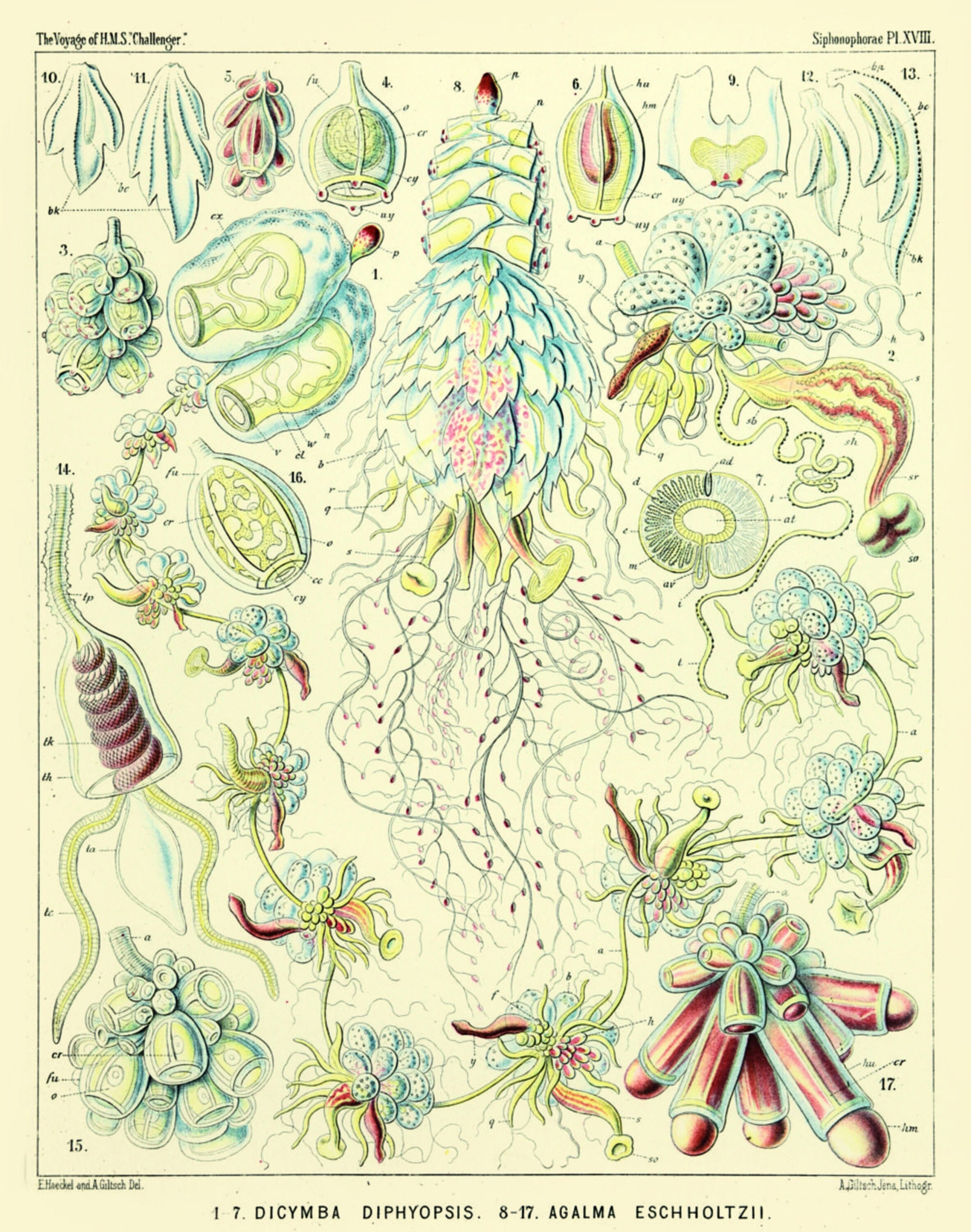 Ernst Haeckel Print, Ernst Haeckel Poster, Abalone Shell Print ...