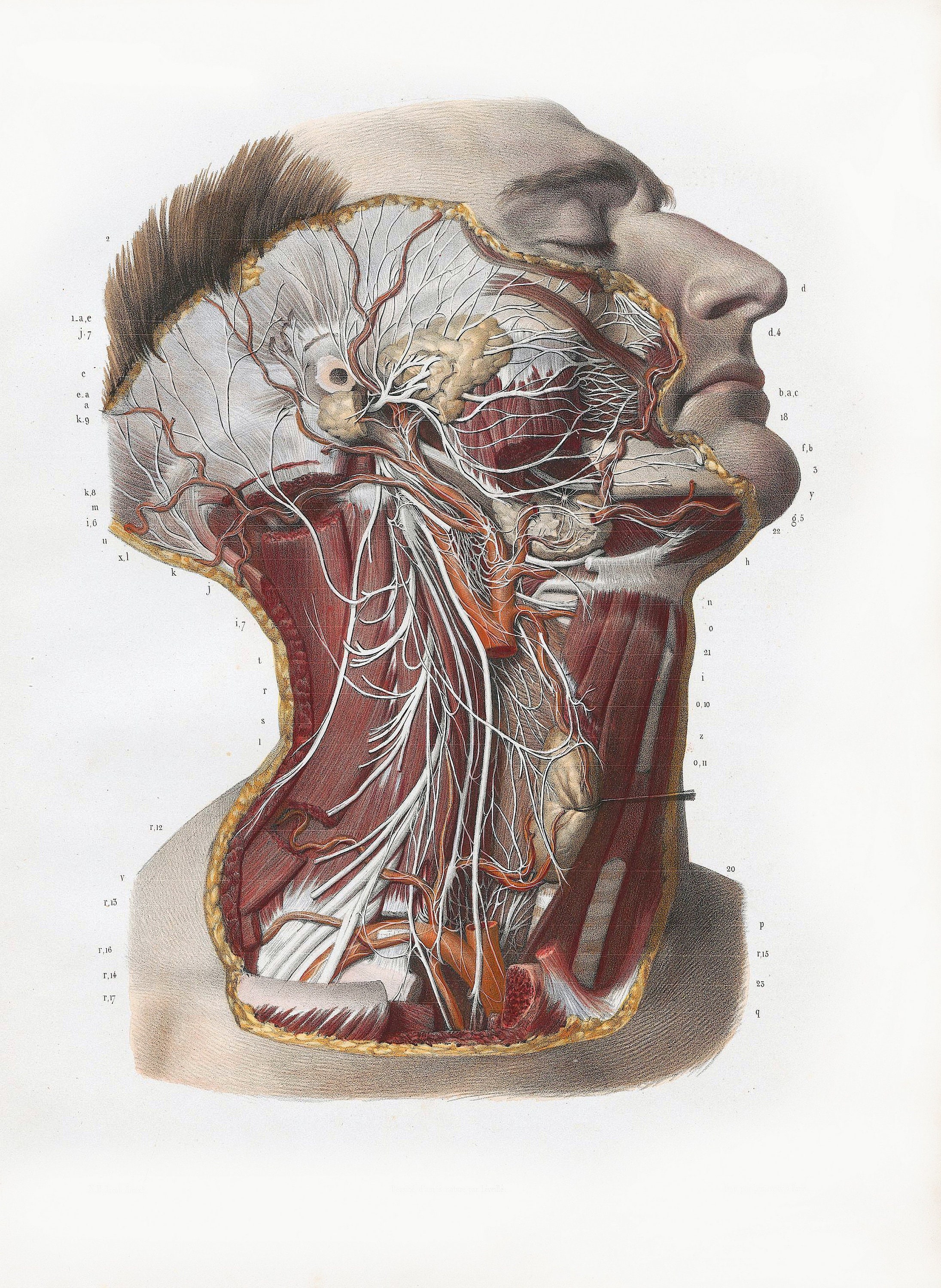 Human Anatomy Print, Anatomy Art, Vintage Medical, Medical Poster ...