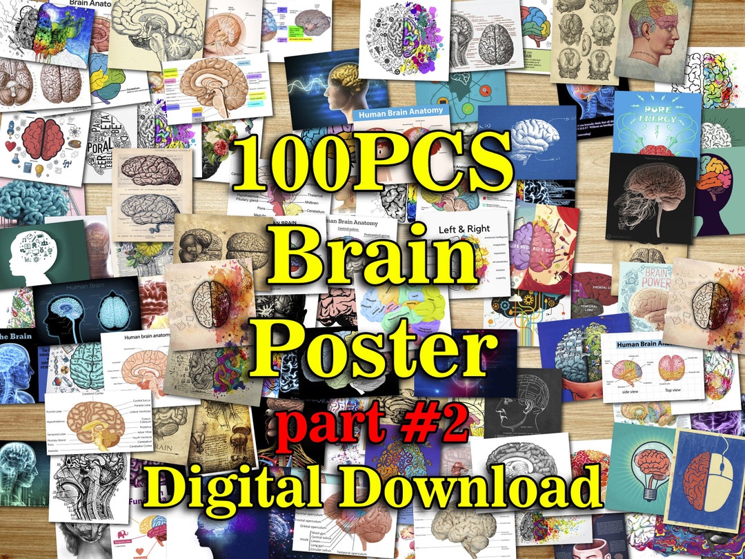 Brain Artwork, Nurse Office Decor, Brain Anatomy Art, Brain Map, Brain ...