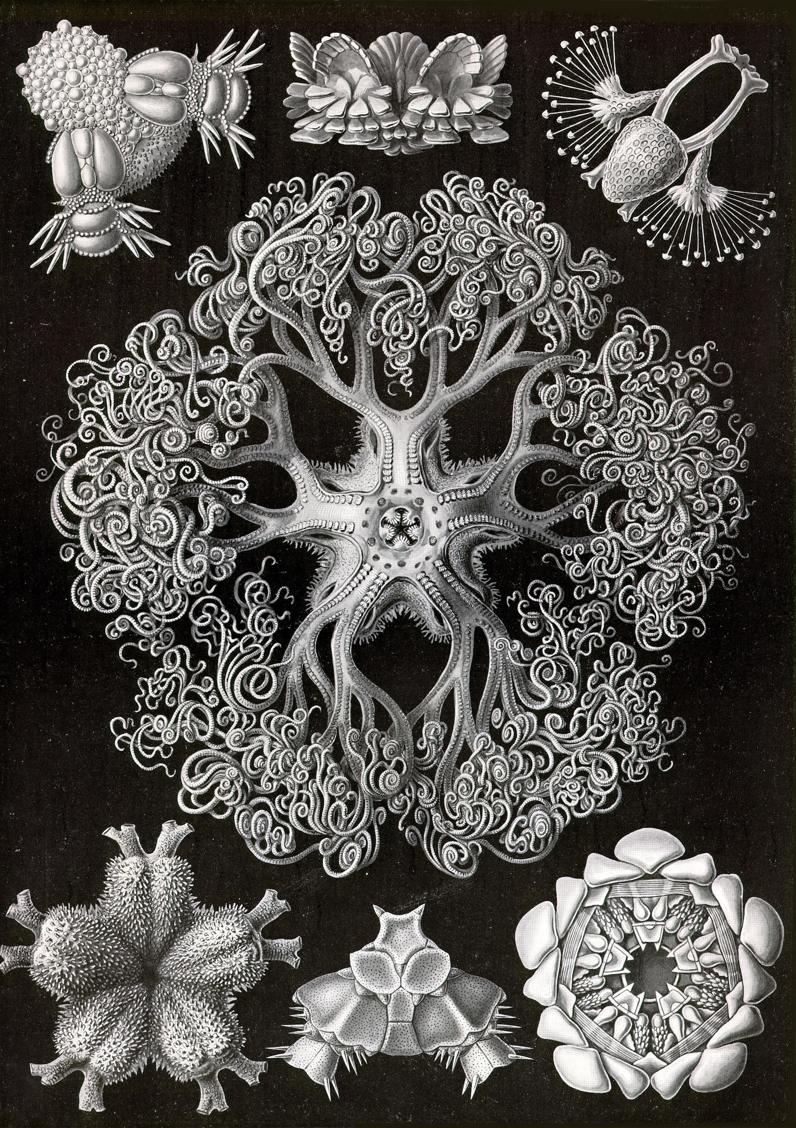 Ernst Haeckel Print, Ernst Haeckel Poster, Abalone Shell Print ...