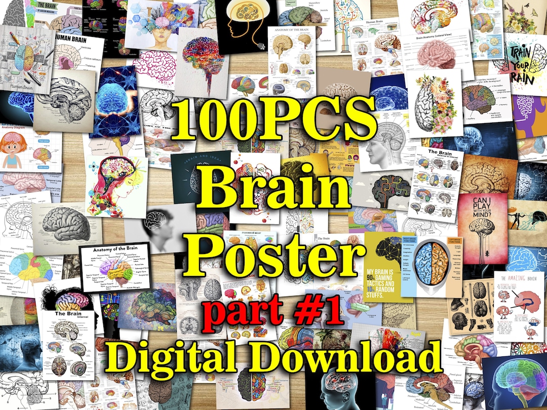 Brain Anatomy, Brain Poster, Human Brain, Medical Poster, Brain Anatomy ...