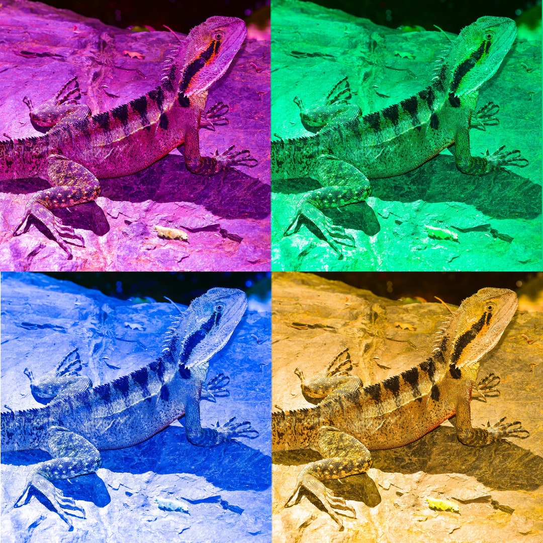 Lizard Pop Art - Etsy