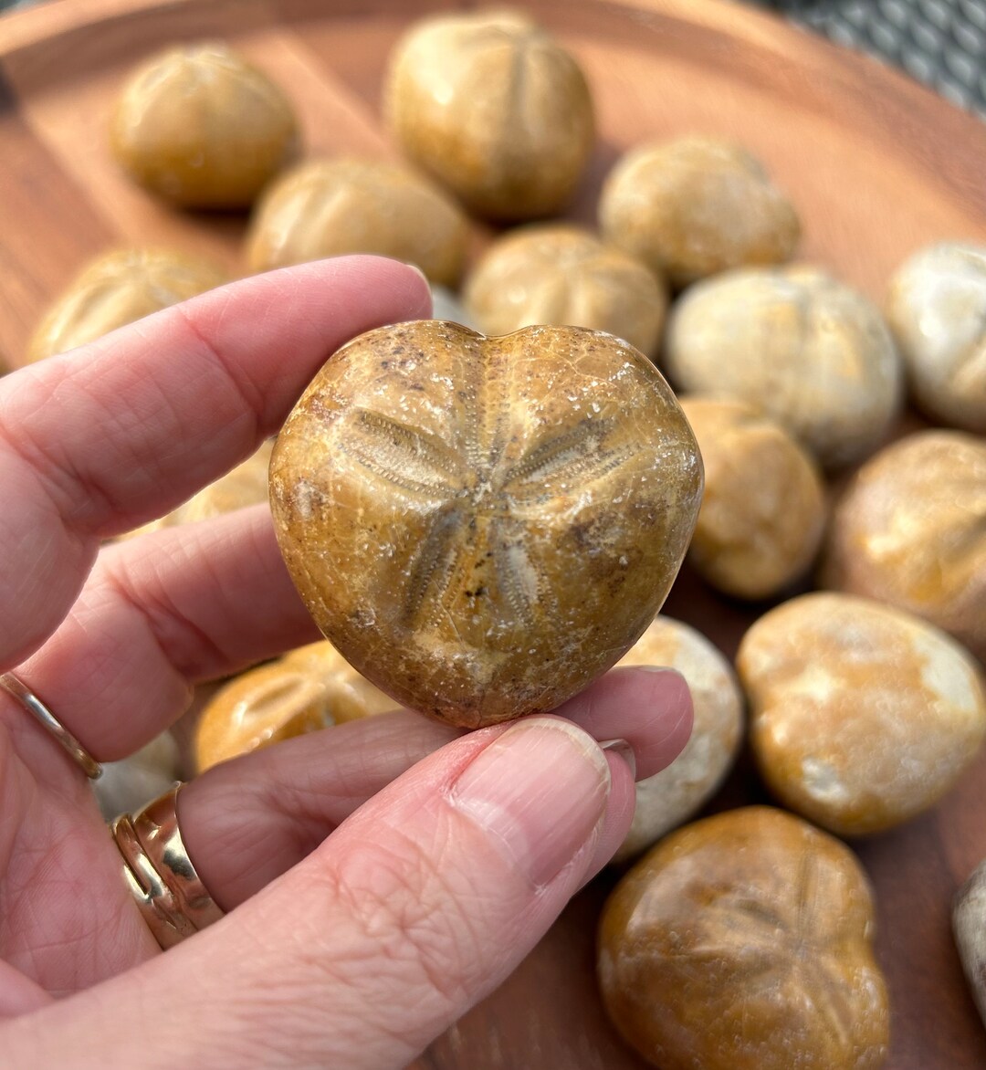 Sea Urchin Fossil Crystal Natural Crystalized Stone Fossils Stones ...